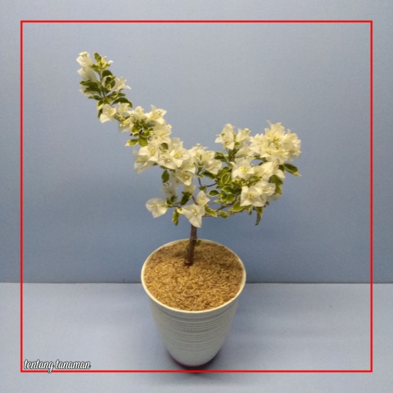 Jual Bougenvile Bunga Putih - Bugenvil - Bunga Kertas | Shopee Indonesia