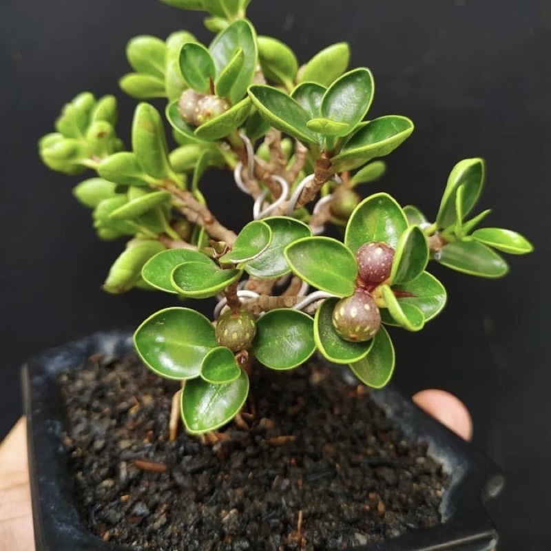 Jual Bahan Bonsai Dollar Mikro Free Kawat Bonsai | Shopee Indonesia