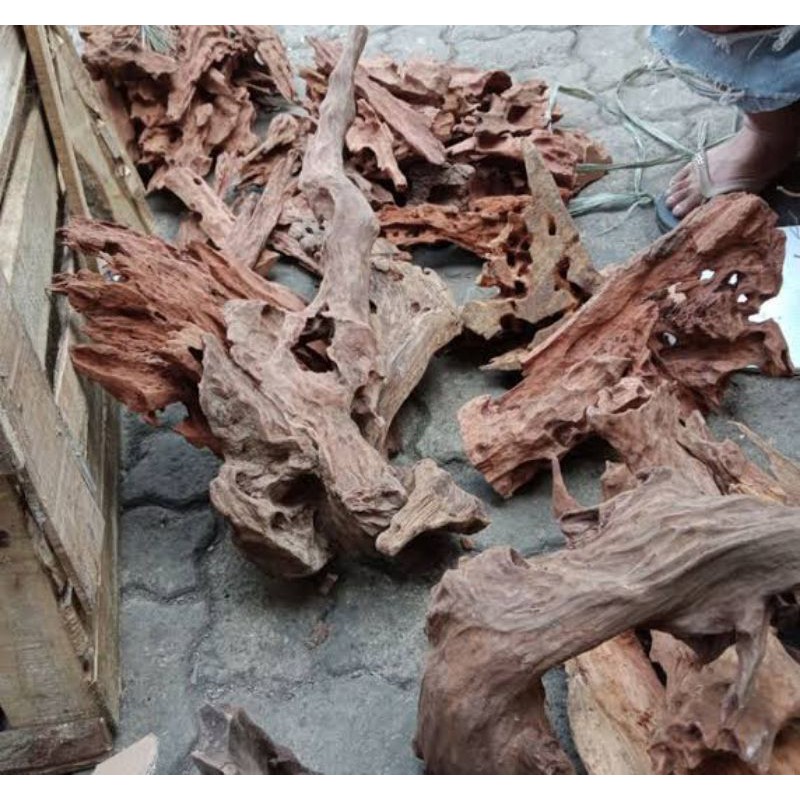 Jual Kayu rentek Aquascape Size S Aquatic Plant | Shopee Indonesia