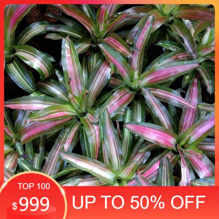 Jual tanaman hias bromelia tricolor-bromelia tri color | Shopee Indonesia