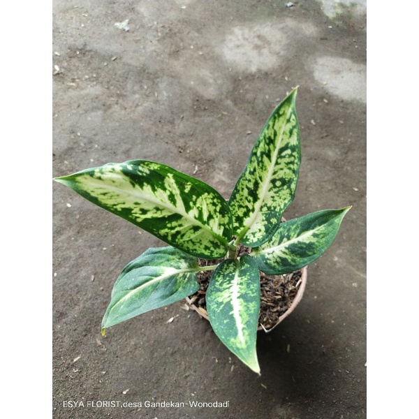 Jual diven candi | Shopee Indonesia