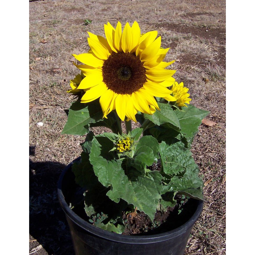 Jual Benih Bibit Biji - Sunflower Mini Sun Dwarf Bunga Matahari Kerdil ...