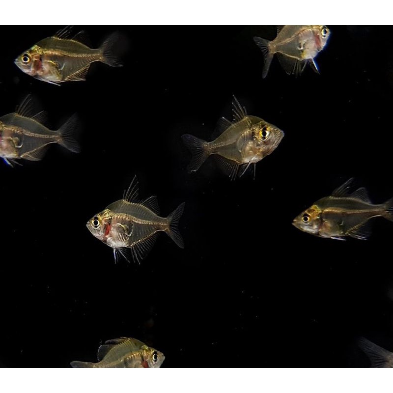 Jual Ikan Kaca Kaca | Ambassis Fish | Shopee Indonesia