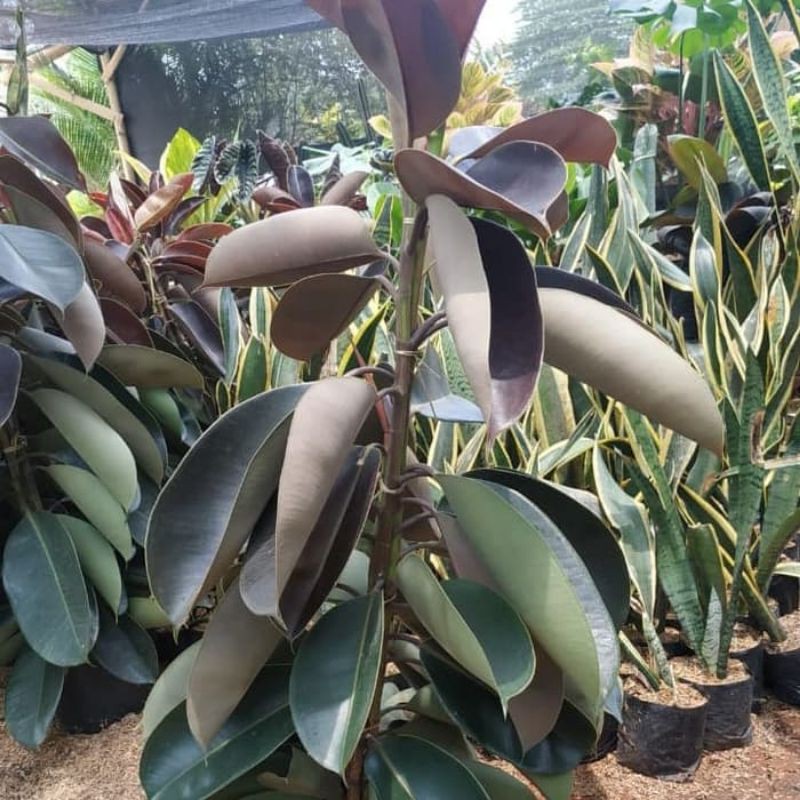 Jual tanaman ficus elastica | Shopee Indonesia