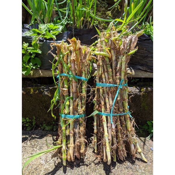 Jual bibit rumput odot super/makanan sapi/kambing/ 1kg isi 20 sampai 30 ...