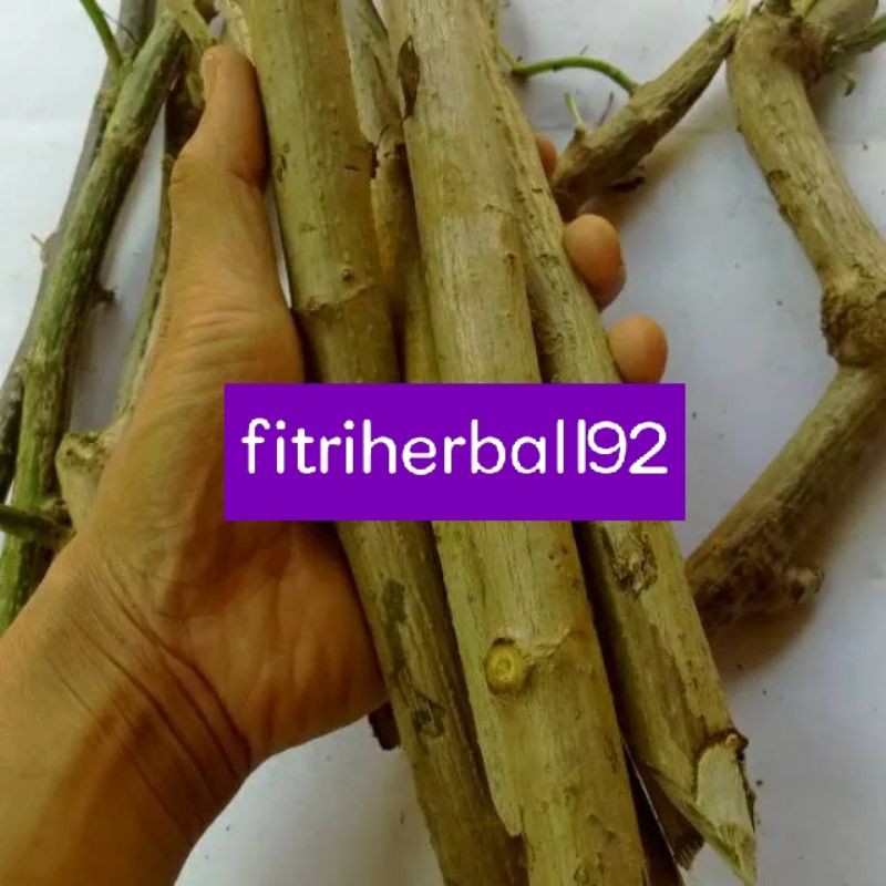 Jual batang pohon insulin atau batang kipait 1kg | Shopee Indonesia