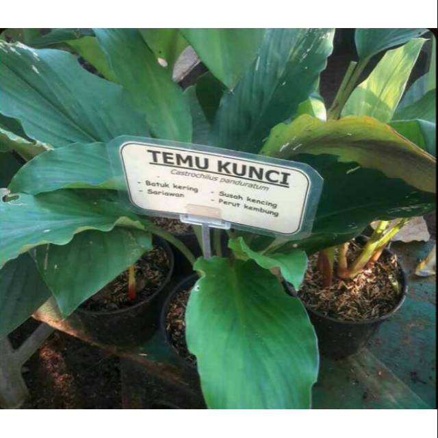 Jual Tanaman herbal temu kunci pohon obat | Shopee Indonesia