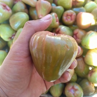 Jual buah jambu demak hijau 1KG SUPER/ jambu air hijau demak 1KG ...