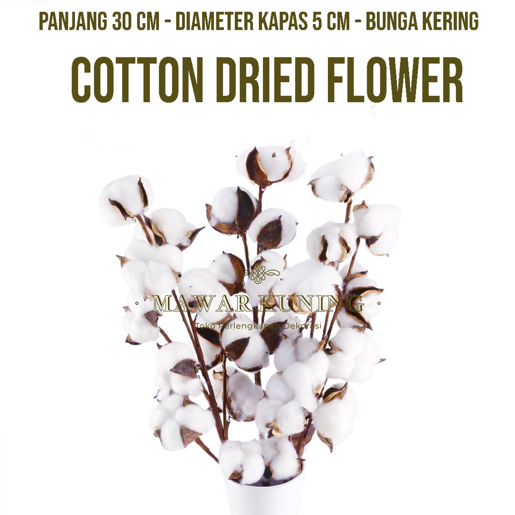 Jual [ 1 Tangkai ] Cotton Dried Flower / Bunga Kapas Kering | Shopee ...