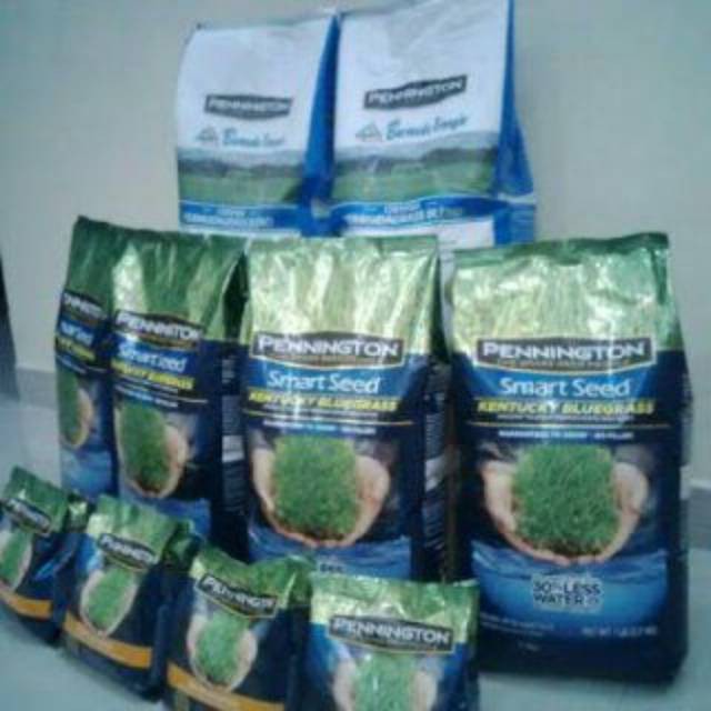Jual Biji Rumput Jepang 100g - Bibit rumput jepang - Benih rumput ...