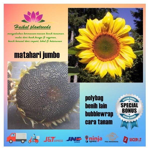Jual biji/benih/bibit bunga matahari jumbo ( 10 biji) | Shopee Indonesia