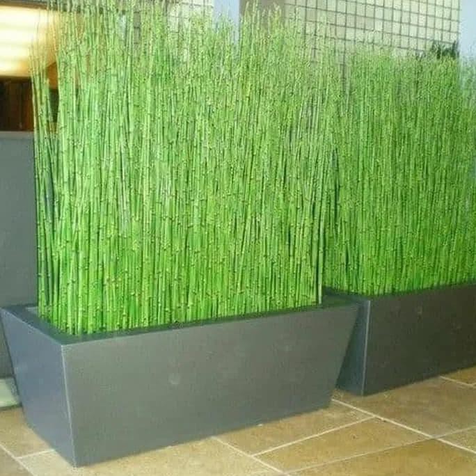 Jual paket tanaman bambu air plus pot minimalis diameter 1meter ...