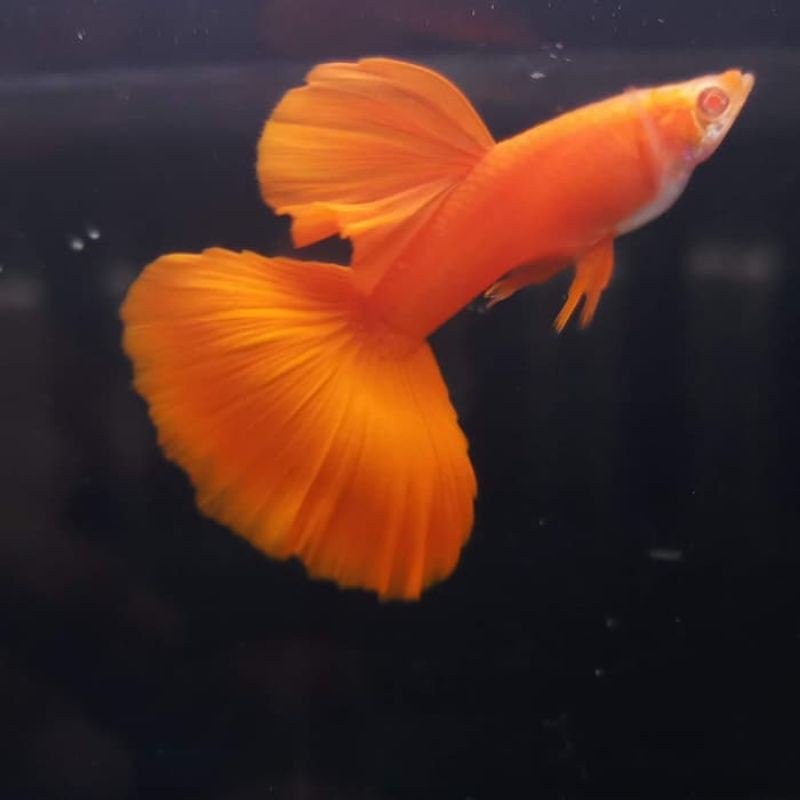Jual ikan guppy albino full red | Shopee Indonesia