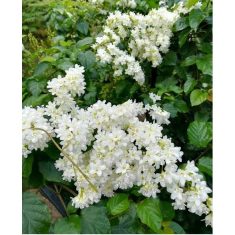 Jual Tanaman bunga porana volubilis / makanan lebah klanceng trigona ...