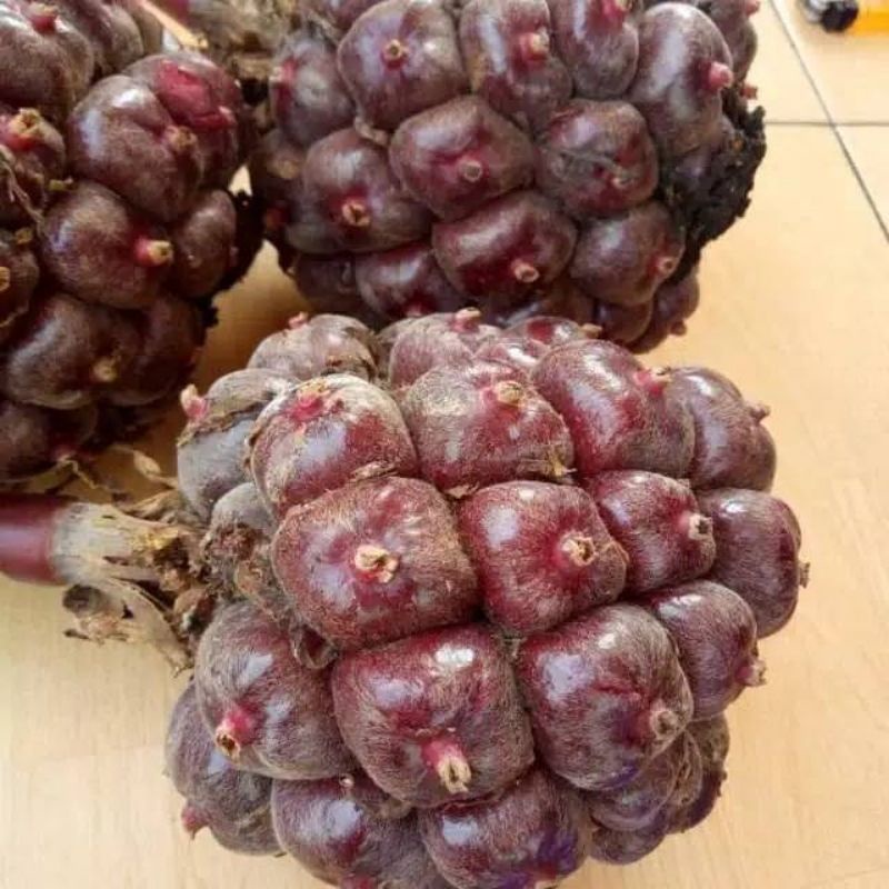 Jual Honje Buah Honje Segar Buah Kecombrang Fresh 1kg | Shopee Indonesia