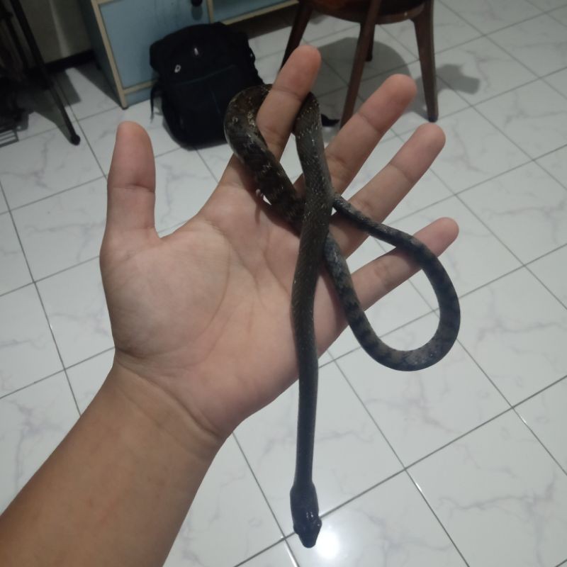 Jual Ular Jali / bandotan macan (ptyas mucosus) | Shopee Indonesia