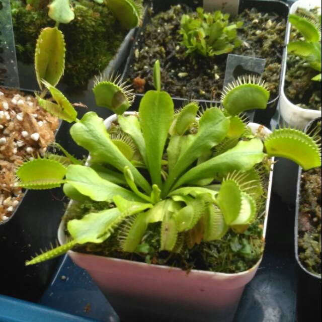 Jual Venus fly trap typical | Shopee Indonesia