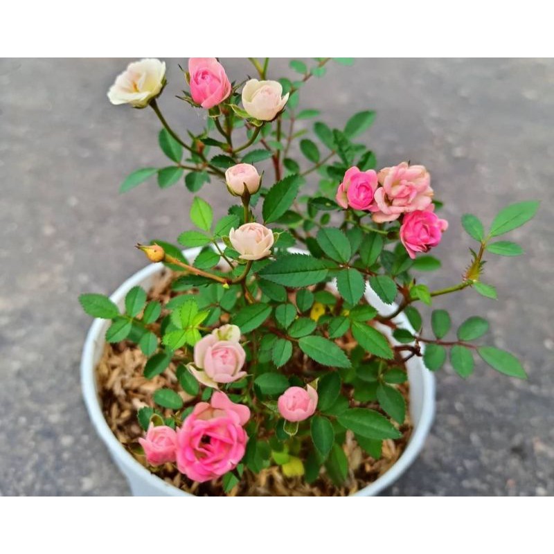 Jual 1 paket tanaman mawar baby rose isi 5 | Shopee Indonesia