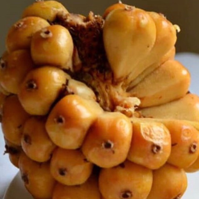 Jual Cikala / Acem patikala / sihala / Rias 1 kg | Shopee Indonesia