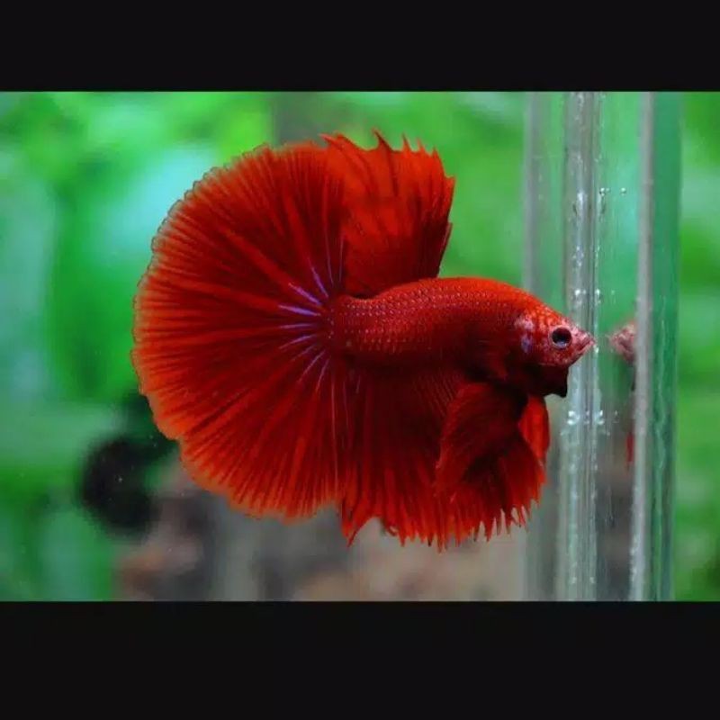 Jual IKAN CUPANG SUPER RED HALFMON MURAH | Shopee Indonesia
