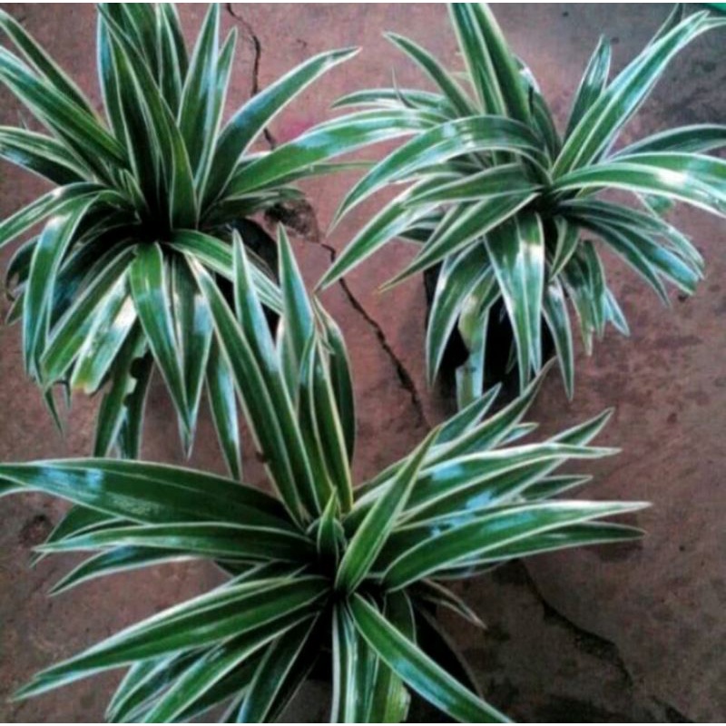 Jual Tanaman hias liliy paris umbi | Shopee Indonesia