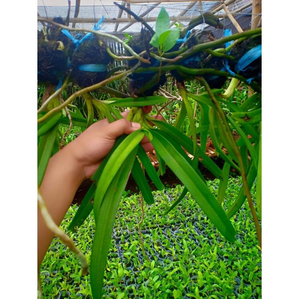 Jual ANGGREK RETUSA / EKOR TUPAI PLANT RAWATAN BUKAN PLANT CABUTAN ...