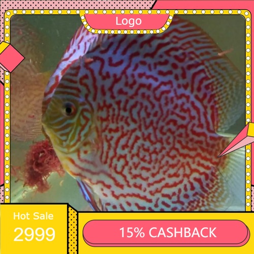 Jual Discus Mozaic Leopard ( Ikan ) | Shopee Indonesia