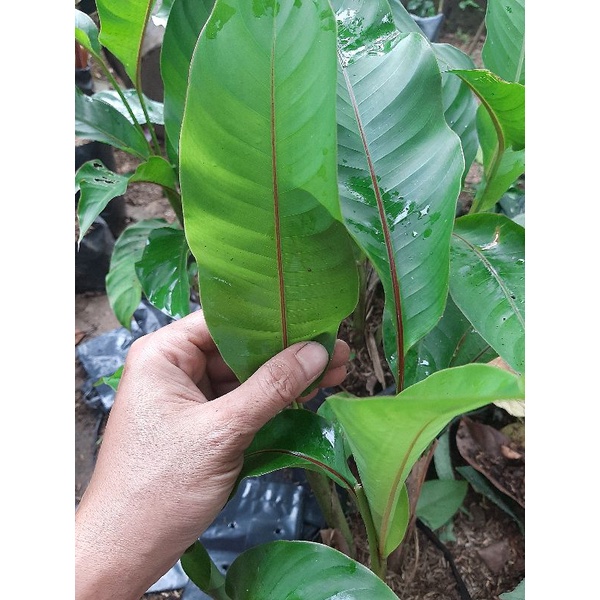Jual Tanaman Pisang Pisangan Bali Shopee Indonesia