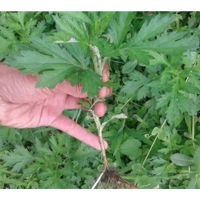 Jual daun baru cina | Shopee Indonesia