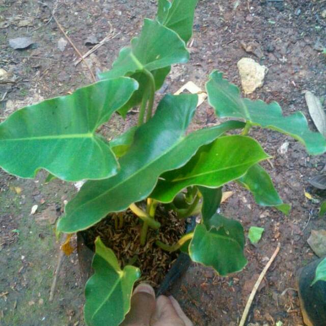 Jual Tanaman rambat philodendron bulre mark pilo brekele philo | Shopee ...