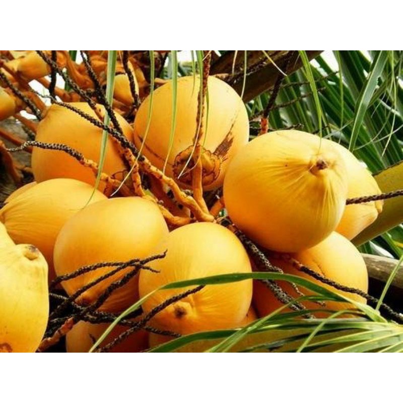 Jual buah kelapa gading kuning muda segar 1 kg | Shopee Indonesia