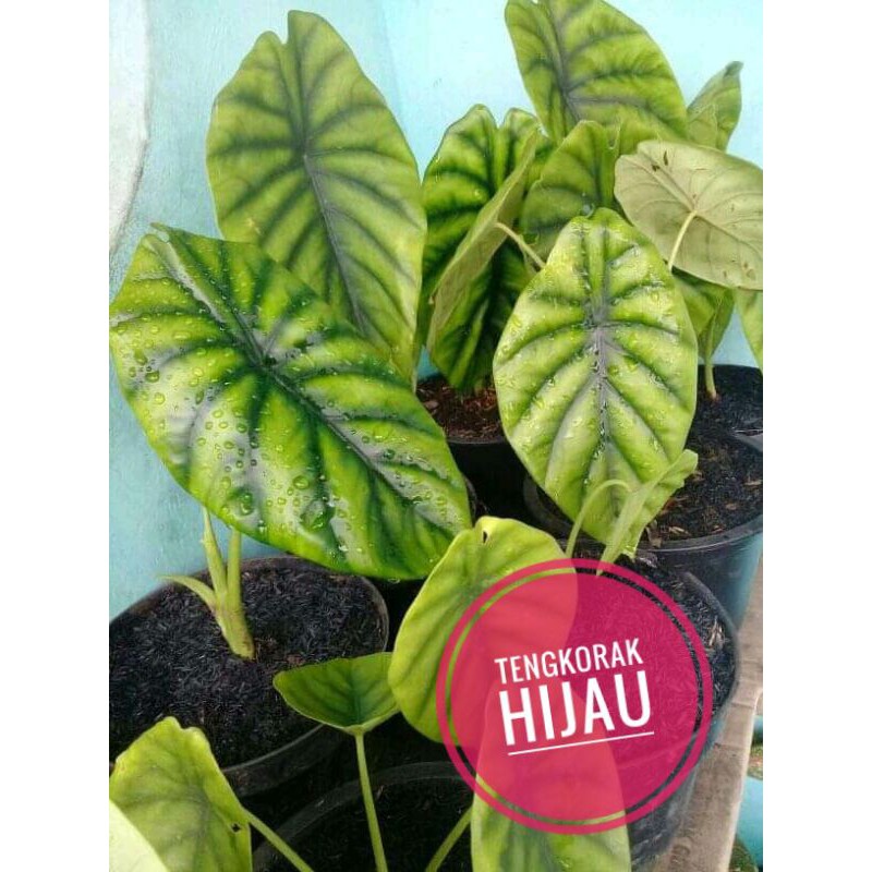 Jual bunga alokasia tengkorak hijau | Shopee Indonesia
