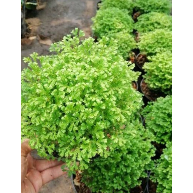 Jual Rumput Papua | Shopee Indonesia