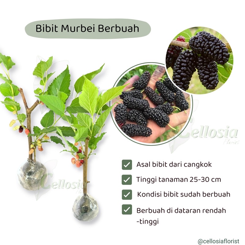Jual Bibit Tanaman Buah Murbei / Mulberry Jumbo Cangkok (Sudah Berbuah) | Shopee Indonesia