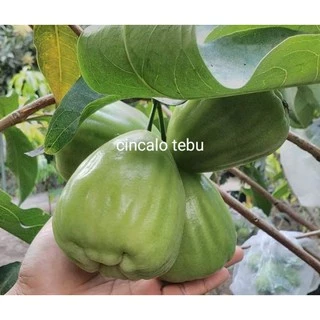 Jual jambu air cincalo Harga Terbaik & Termurah Mei 2024 | Shopee Indonesia