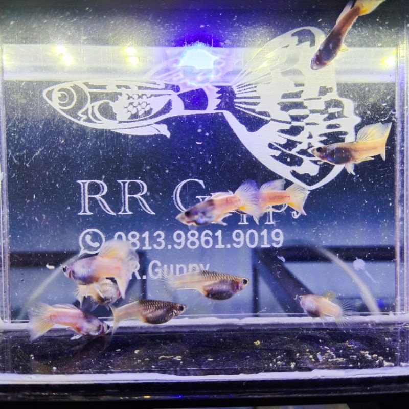 Jual Metal Pingu guppy ikan hias | Shopee Indonesia