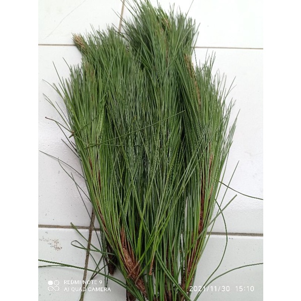 Jual Daun pinus segar obat herbal 500 gram | Shopee Indonesia