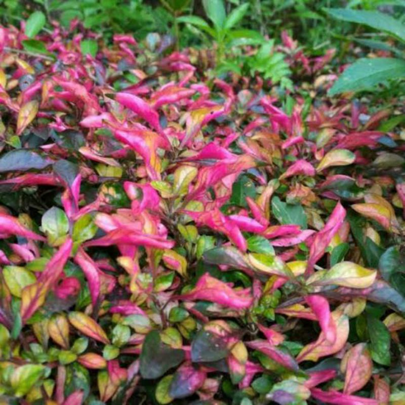 Jual Stek Tanaman Hias Krokot Daun Merah, tanaman perdu, border taman ...
