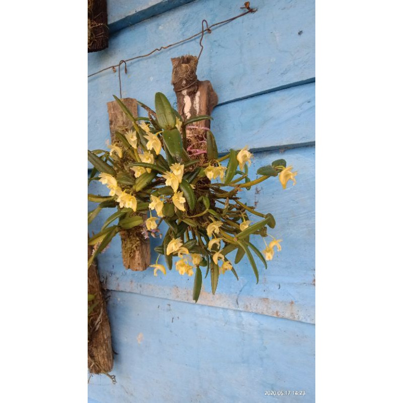 Jual Dendrobium pachyphyllum/anggrek mini | Shopee Indonesia