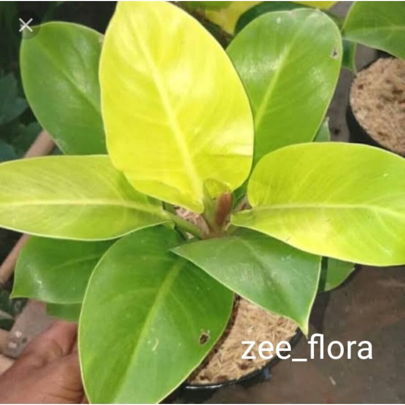 Jual pohon pilo lemon | Shopee Indonesia