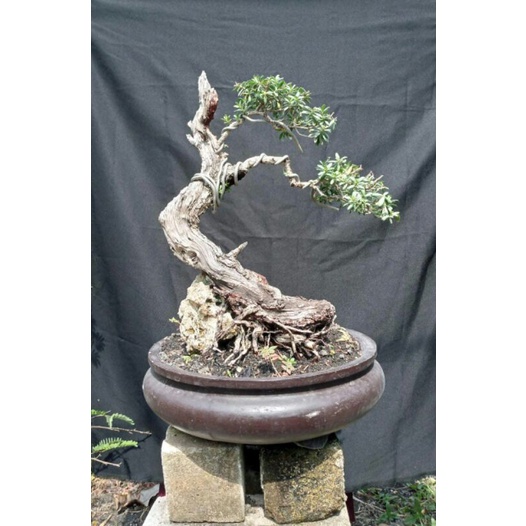 Jual Bonsai santigi varian mawar asli on the rock | Shopee Indonesia