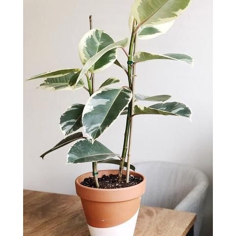 Jual tanaman hias indoor ficus elastica variegata jumbo | Shopee Indonesia