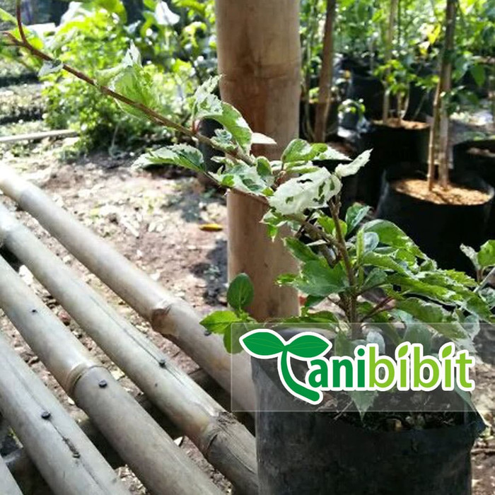 Jual Tanaman Bunga Sepatu Putih Variegata - Bibit Pohon Kembang Hias ...