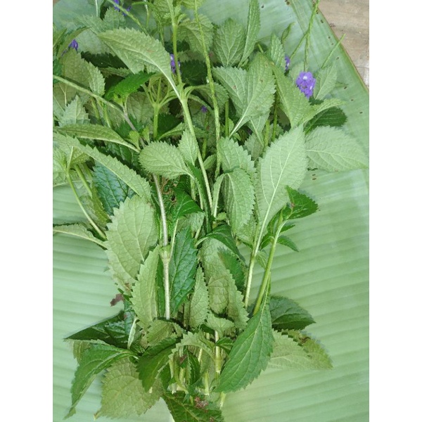 Jual daun pecut kuda atau jarong segar 1kg | Shopee Indonesia