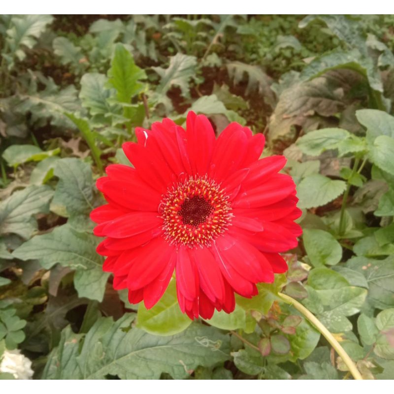 Jual bunga hebras / garbera bunga potong asli isi 10 batang 1 ikat ...