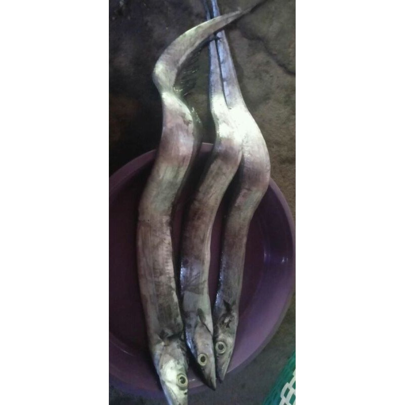 Jual IKAN LAYUR SEGAR | Shopee Indonesia