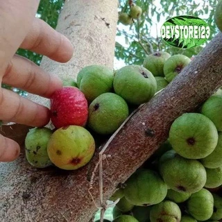 Jual Buah Loa Terlengkap & Harga Terbaru Juni 2024 | Shopee Indonesia