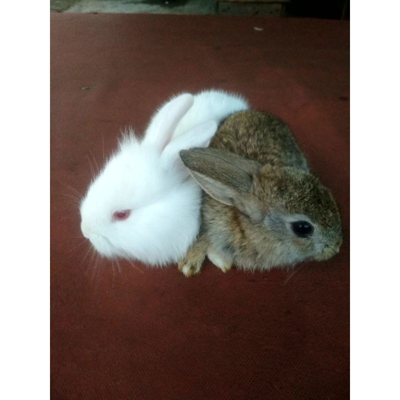 Jual Kelinci Lokal Murah | Shopee Indonesia