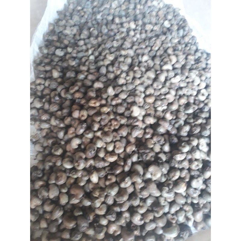 Jual promo 1 kg biji benih jambu monyet atau jambu mede siap tanam ...