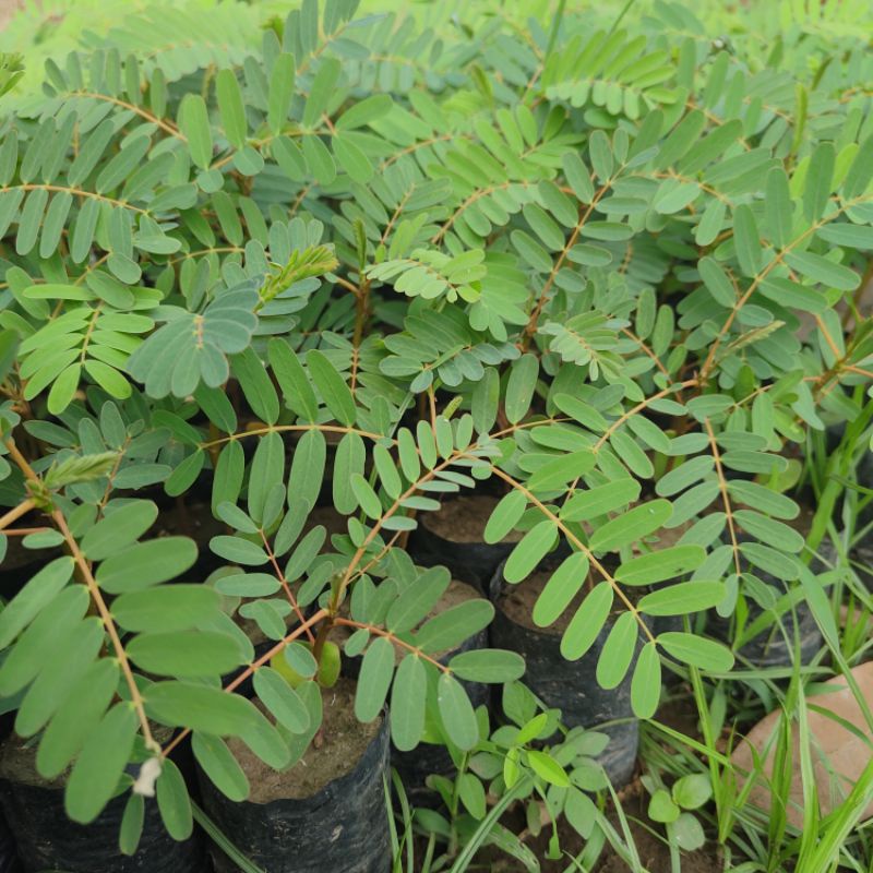 Jual Paket Bibit Turi Putih ( isi 5 ) | Shopee Indonesia